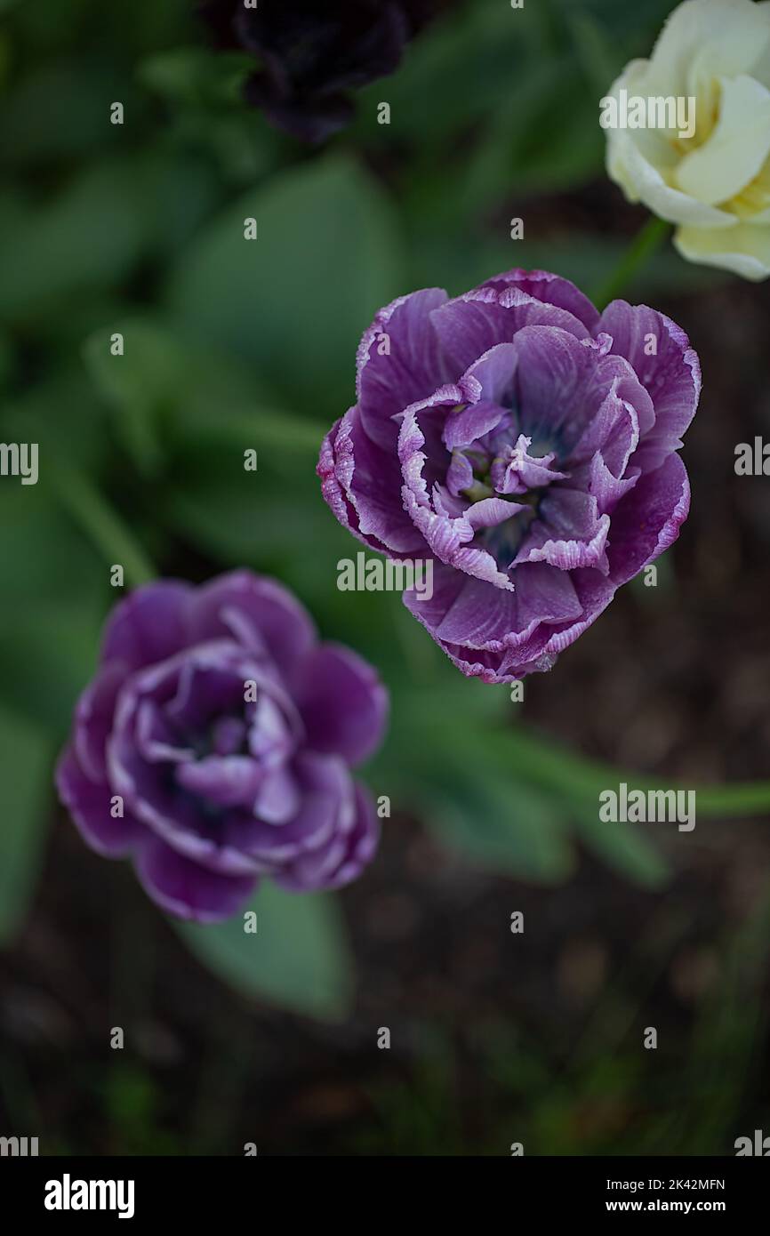 Tulip pink diamond hi-res stock photography and images - Alamy