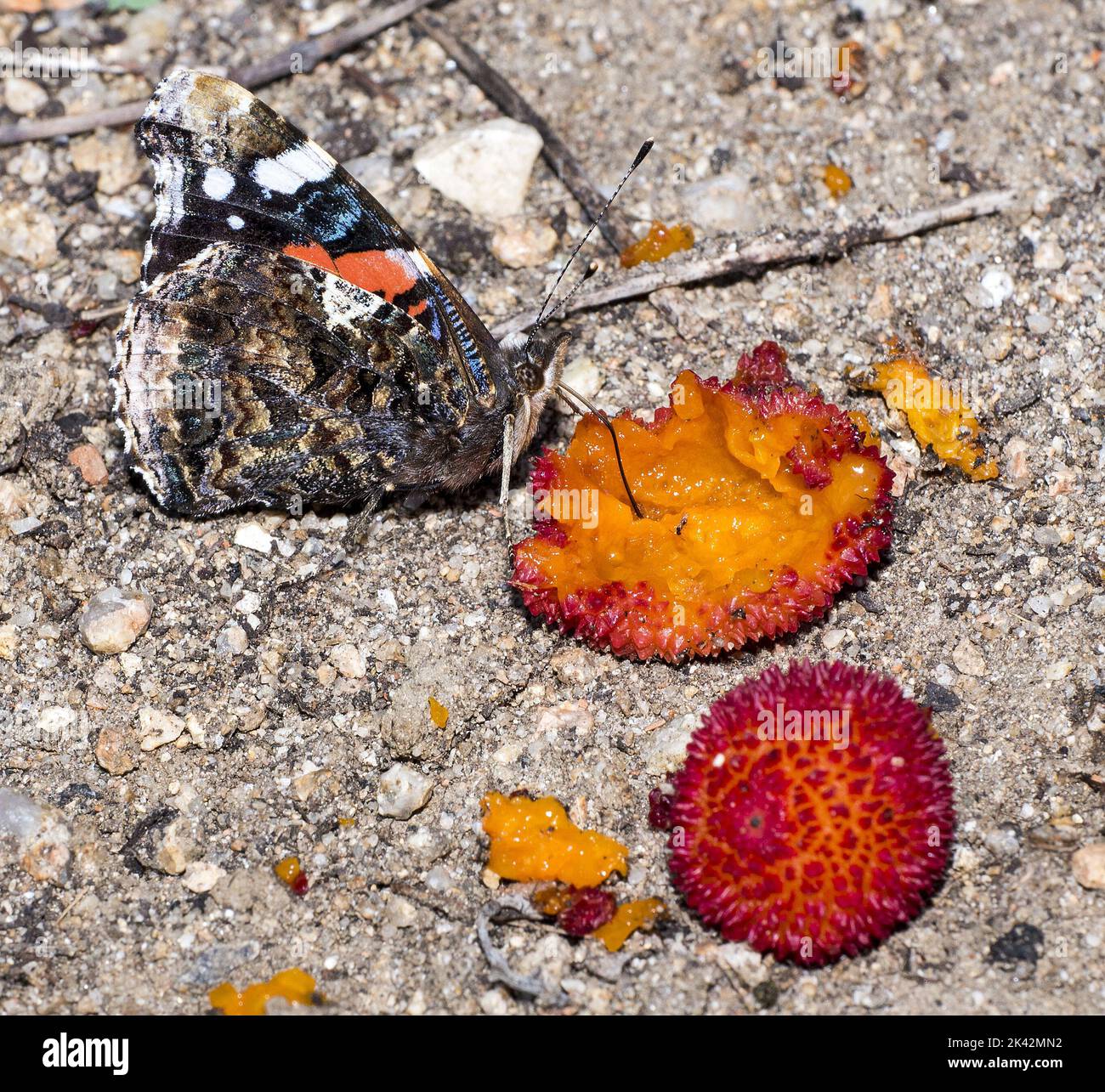Corbezzolo, Arbutus unedo Stock Photo - Alamy