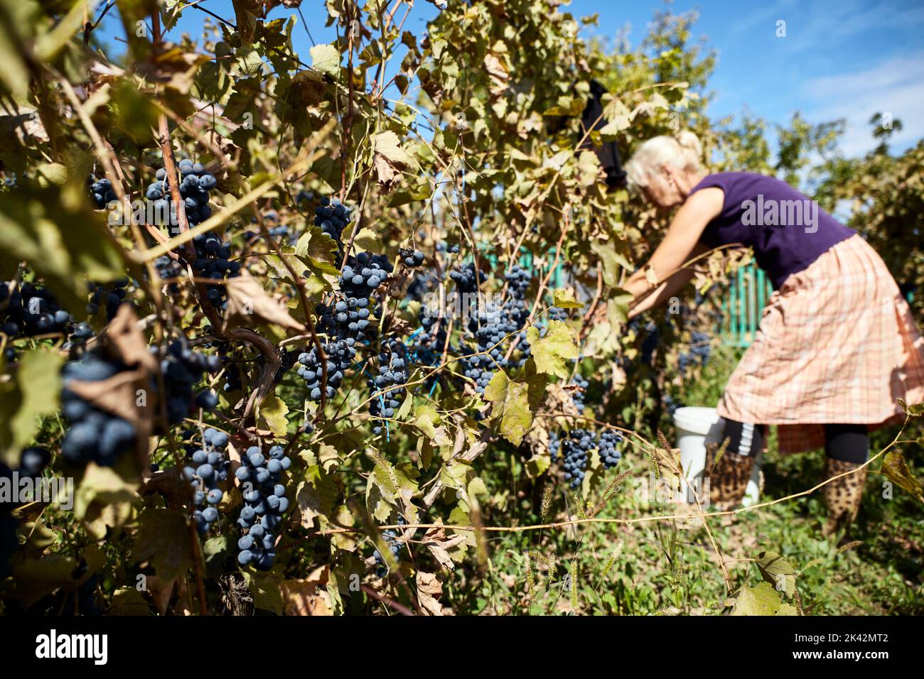 Caucasian women farmer picking grapes in the vineyard Stock Photo - Alamy