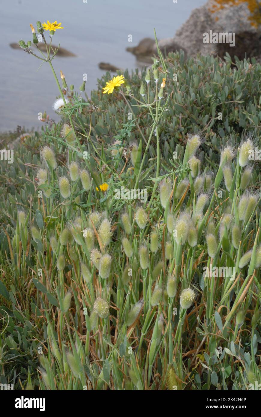 Lagurus ovatus, coda di lepre, piumino Stock Photo - Alamy