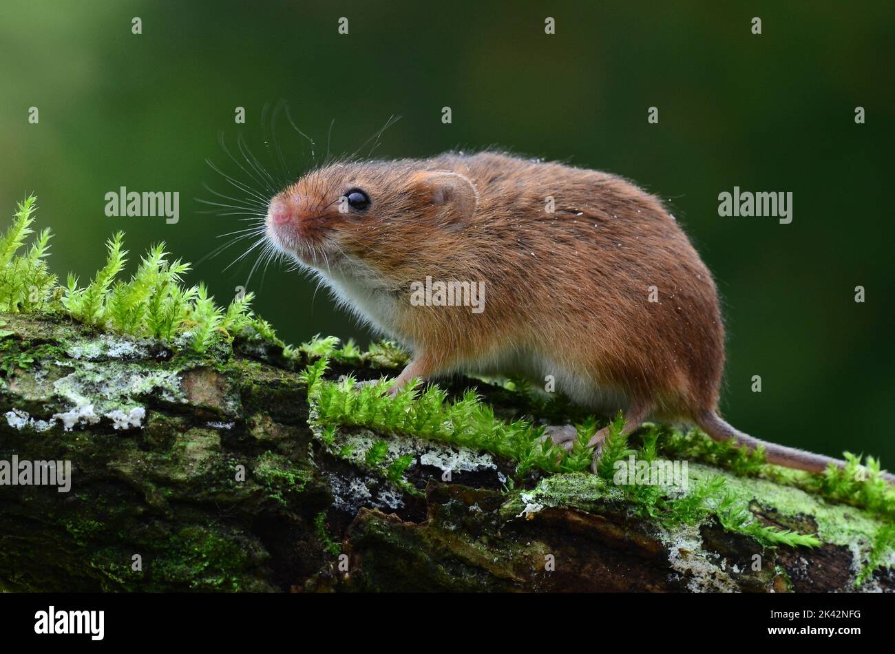 Mouse foraging hi-res stock photography and images - Alamy