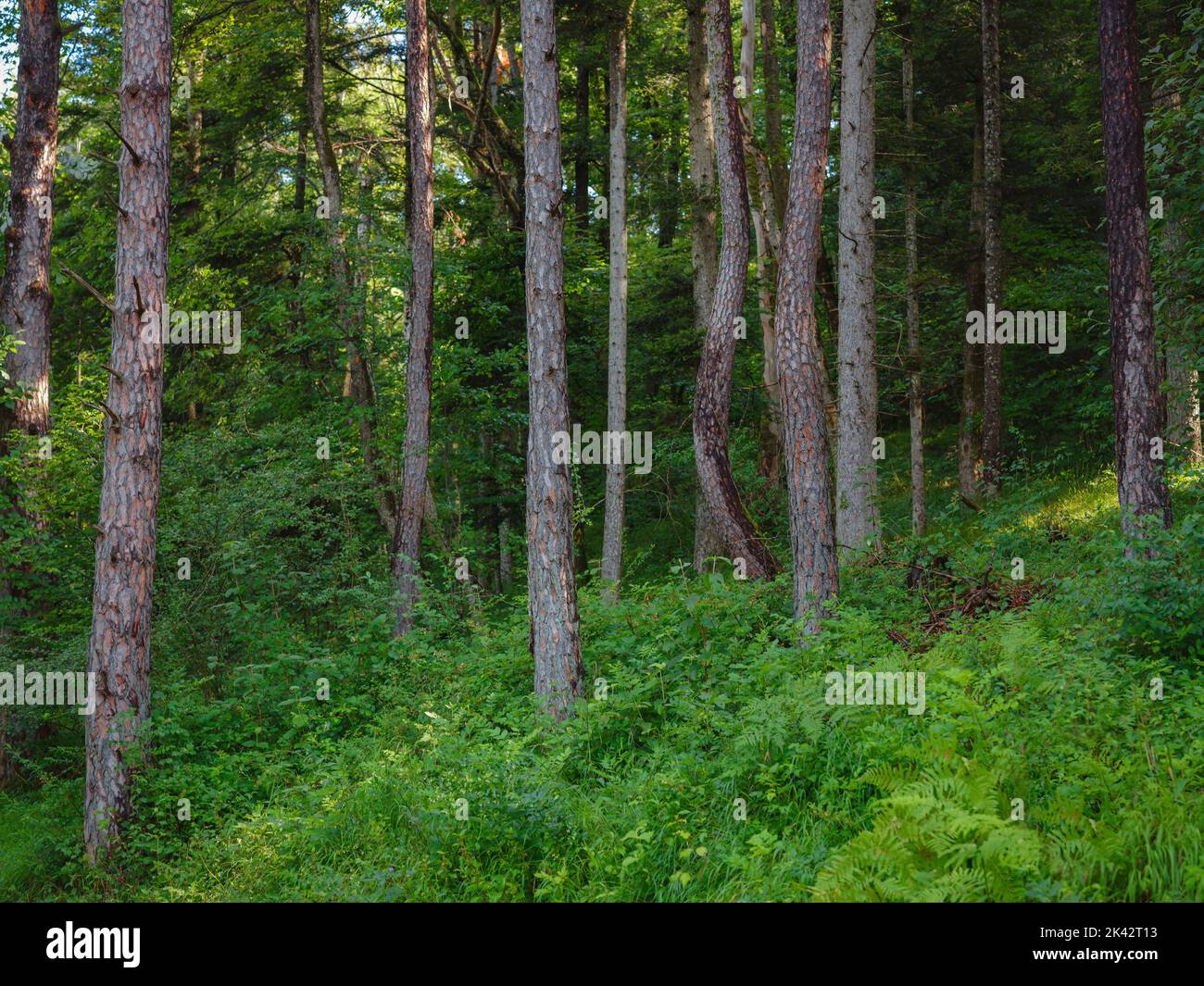 Green european forest landscape. beautiful nature of Switzerland and ...