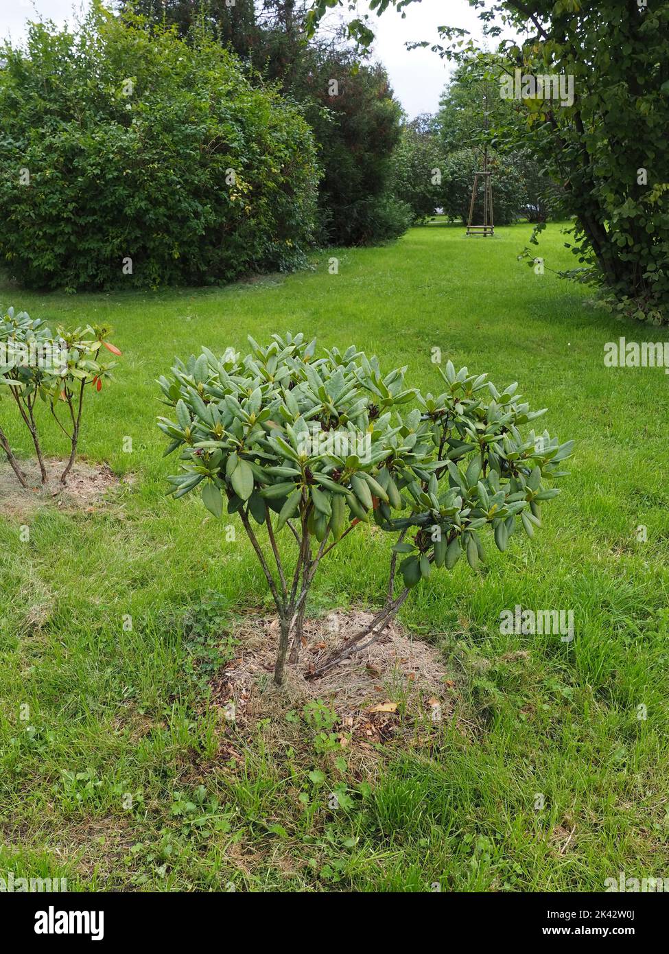 Rhododendron bush with green waxy leaves in an urban park. Bush with ...