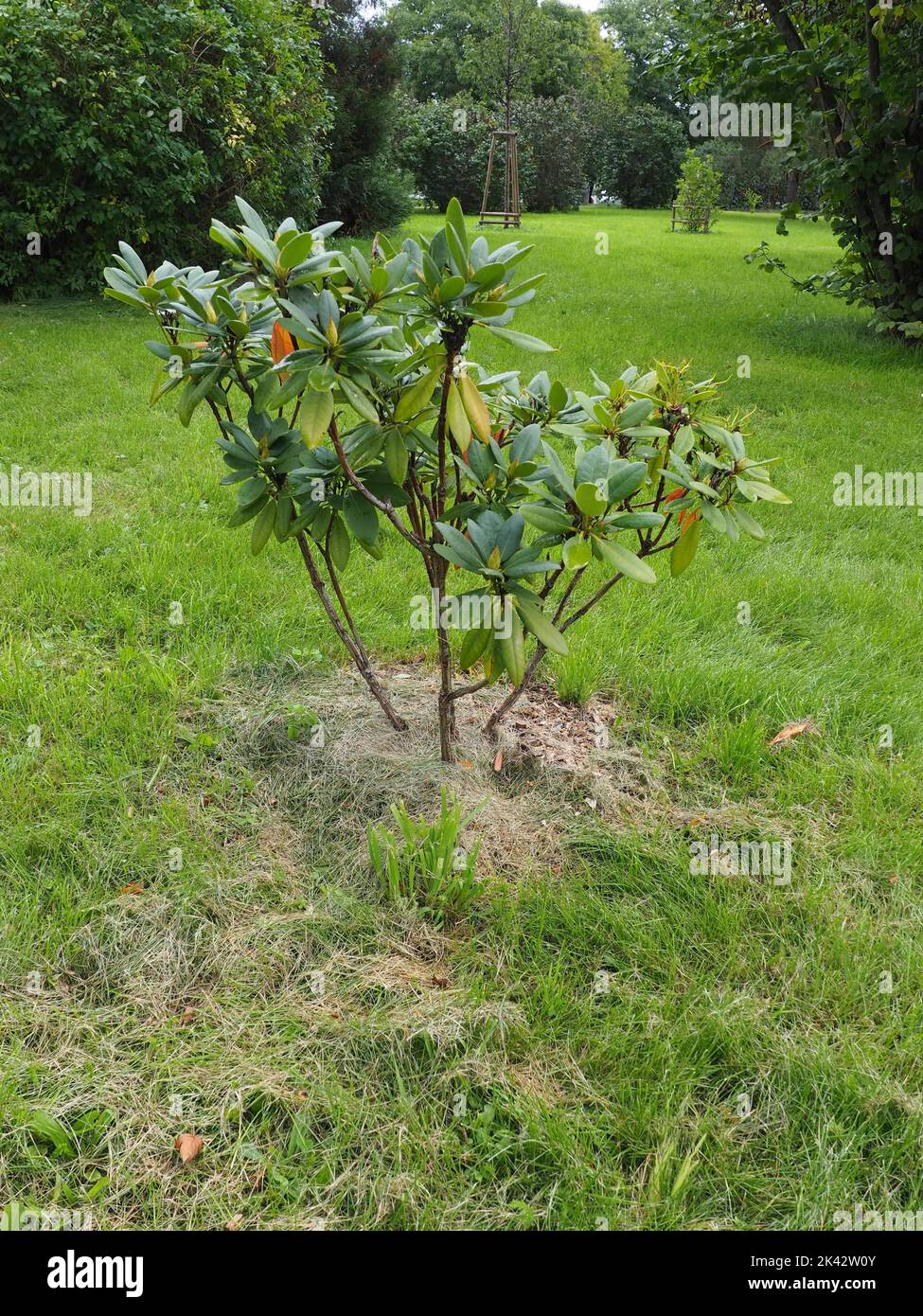 Rhododendron bush with green waxy leaves in an urban park. Bush with ...