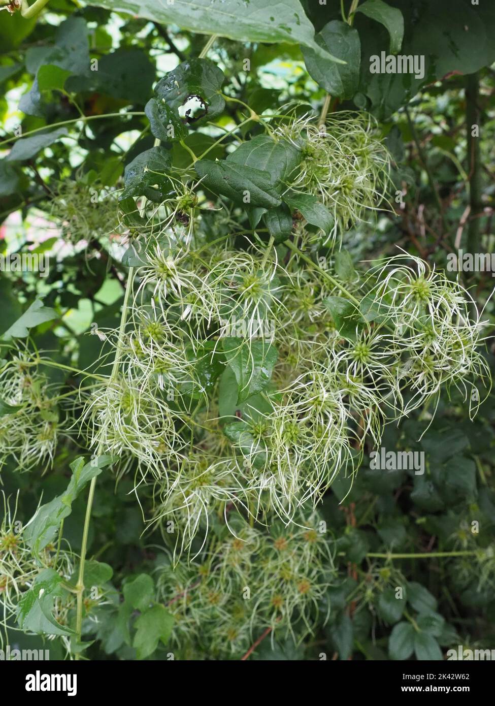 Hairy flowers of a green shrub. Wild clematis virginiana seedheads ...