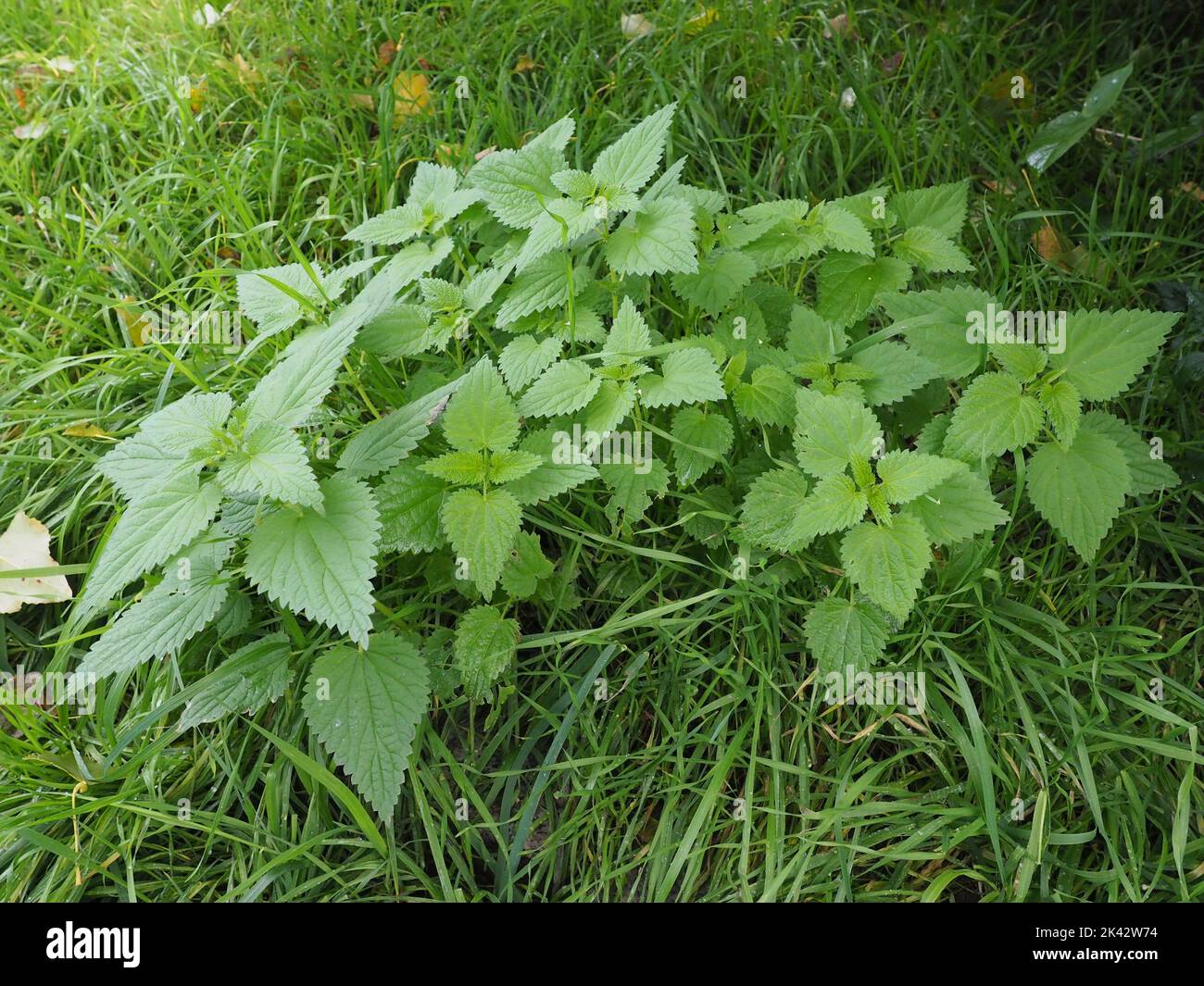 Young nettle plants among the grass during summer with tiny water ...