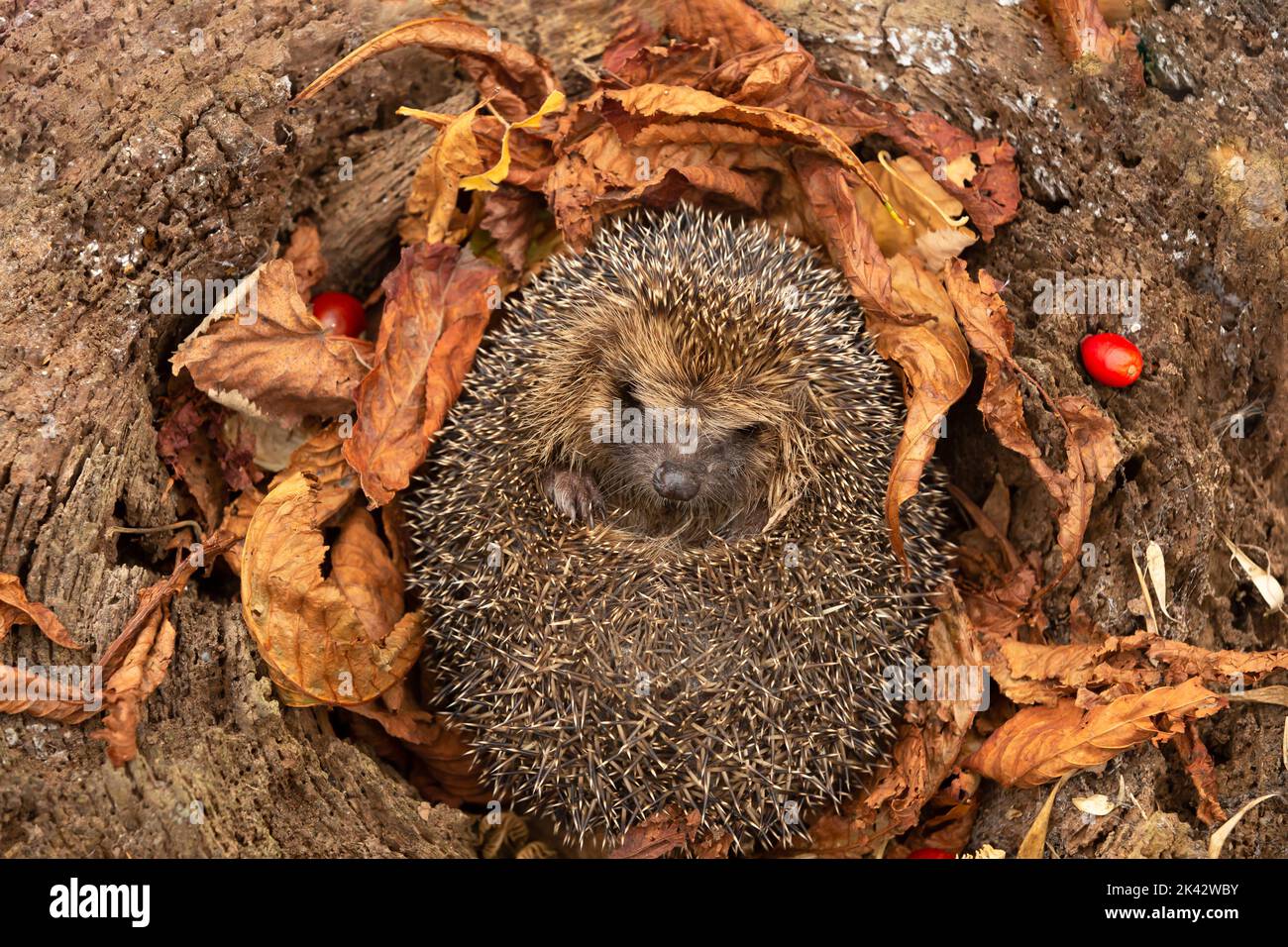 Hedgehog, Scientific name: Erinaceus Europaeus. Close-up of a wild ...