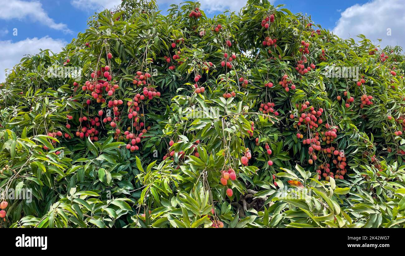 Lychee tree hi-res stock photography and images - Alamy