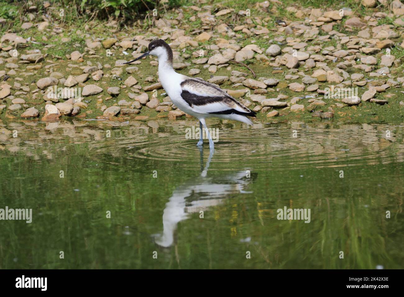 Avocet, Recurvirostra avosetta, at Slimbrdge WWT. The avocet is a ...