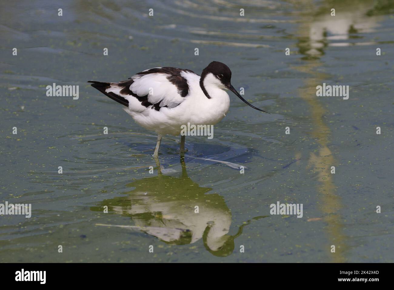 Avocet, Recurvirostra avosetta, at Slimbrdge WWT. The avocet is a ...