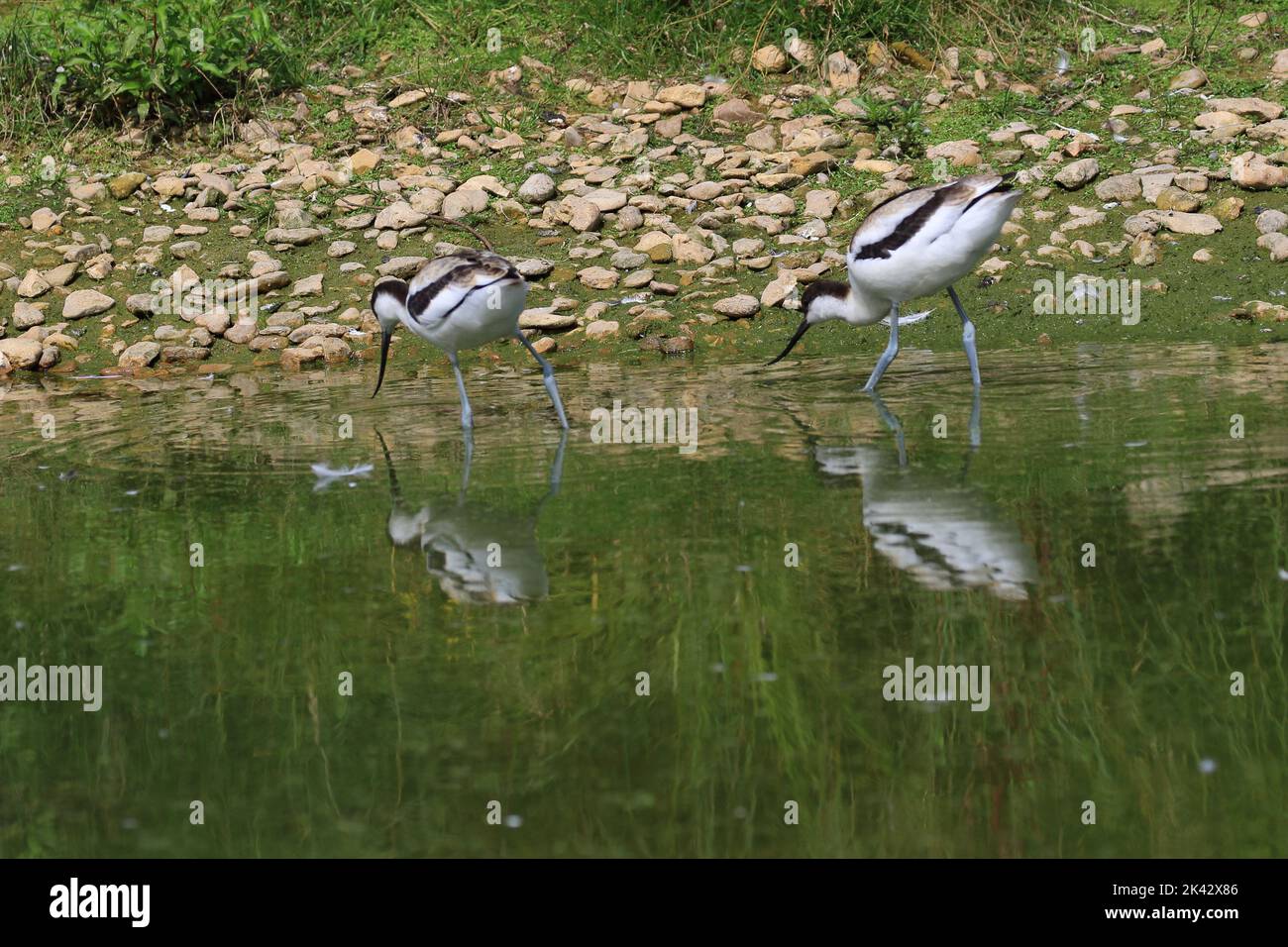 Avocet, Recurvirostra avosetta, at Slimbrdge WWT. The avocet is a ...