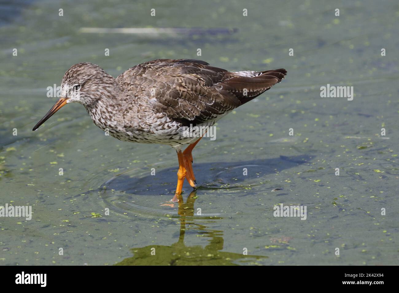 Redshank,Tringa totanus, at Slimbridge WWT Stock Photo - Alamy