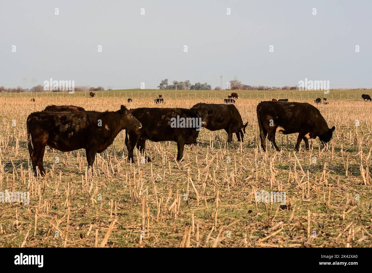 Cows raised with natural pastures, meat production in the Argentine ...