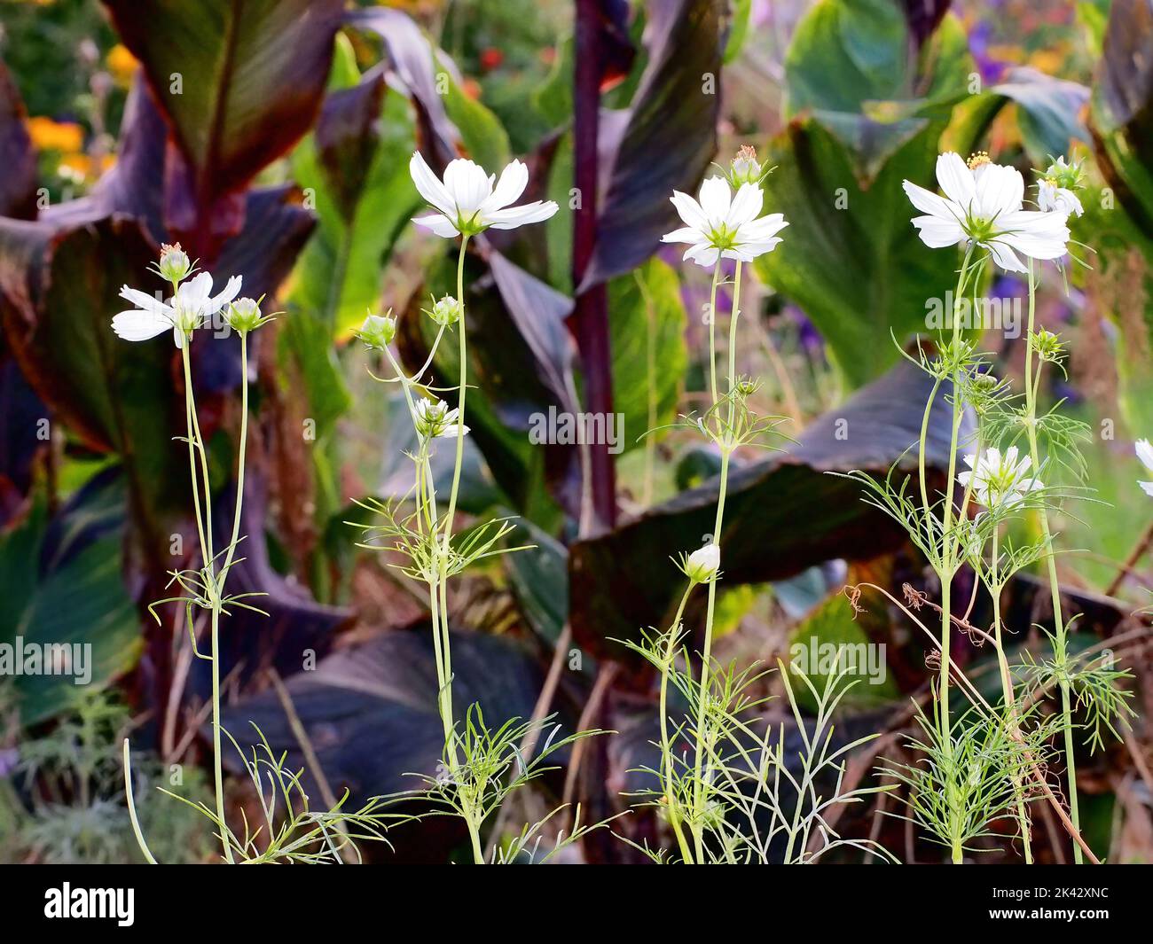 Four equally spaced White Cosmos flowers stand in contrast to a ...