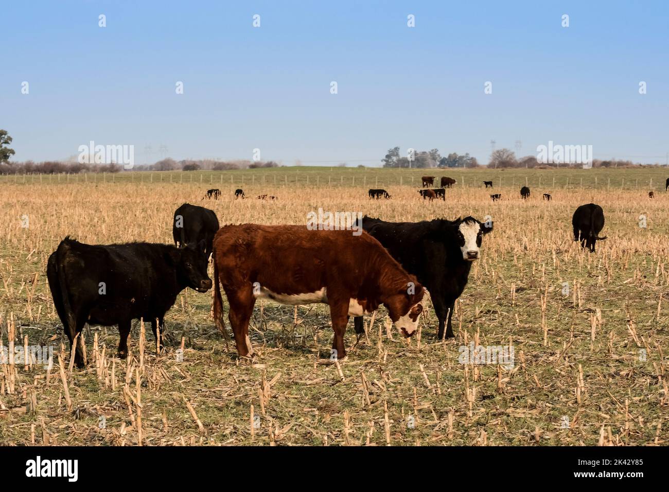Cows raised with natural pastures, meat production in the Argentine ...