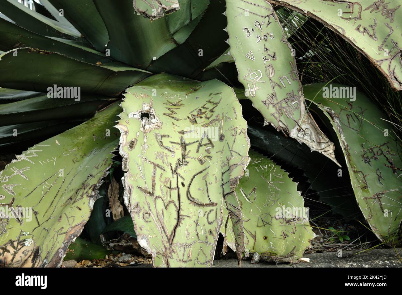 Graffiti on plants hi-res stock photography and images - Alamy