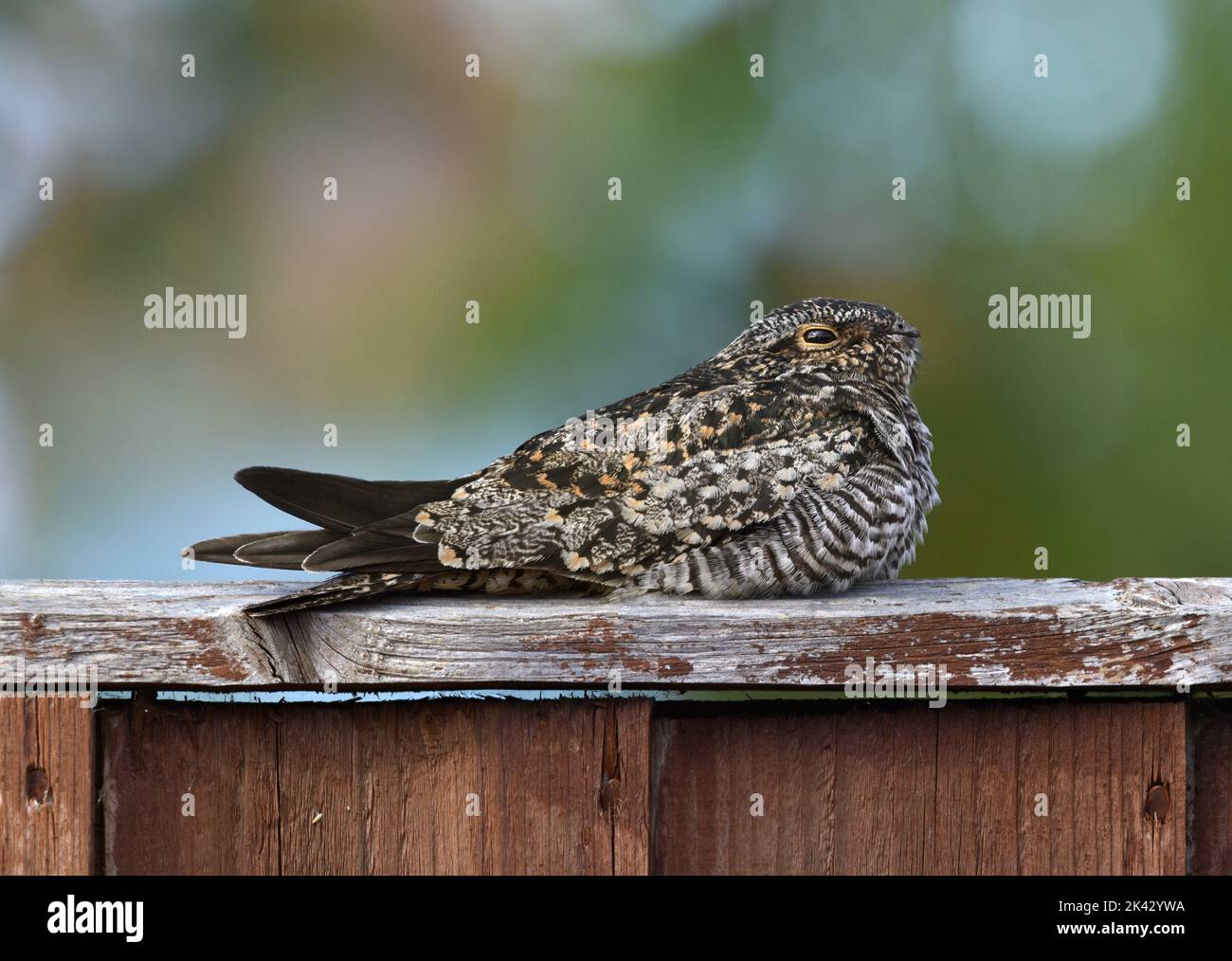 Common Nighthawk - Chordieles minor Stock Photo - Alamy