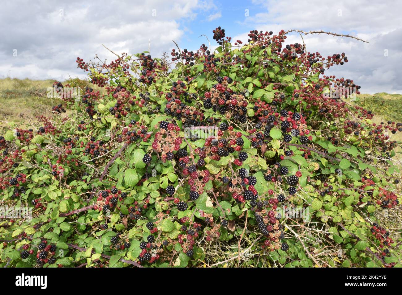 Rubus fruticosus hi-res stock photography and images - Alamy