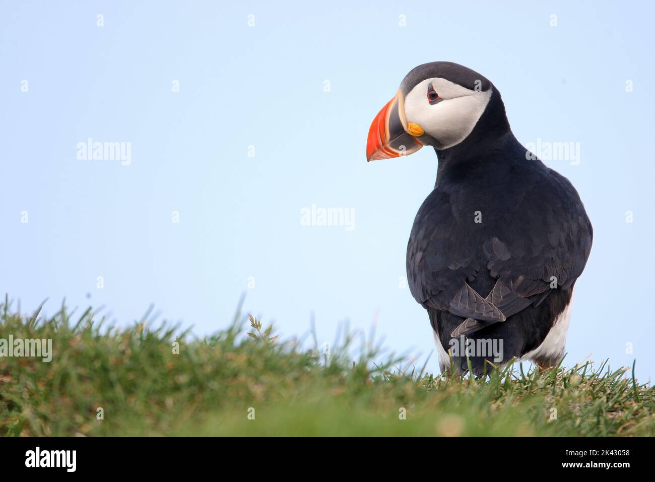 Puffin sea hi-res stock photography and images - Alamy