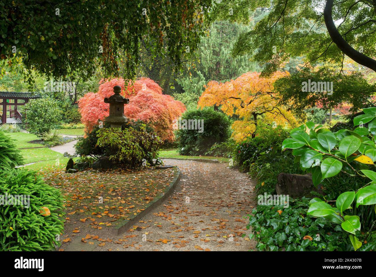 Amazing view in Japanese garden with Orange and red leaves of japanese ...