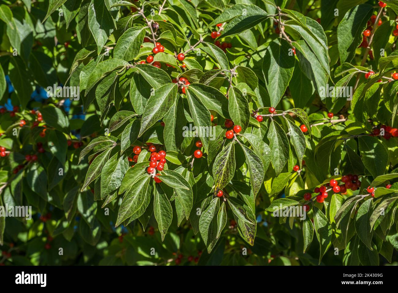 In the fall season the honeysuckle bush has bright red berries in ...