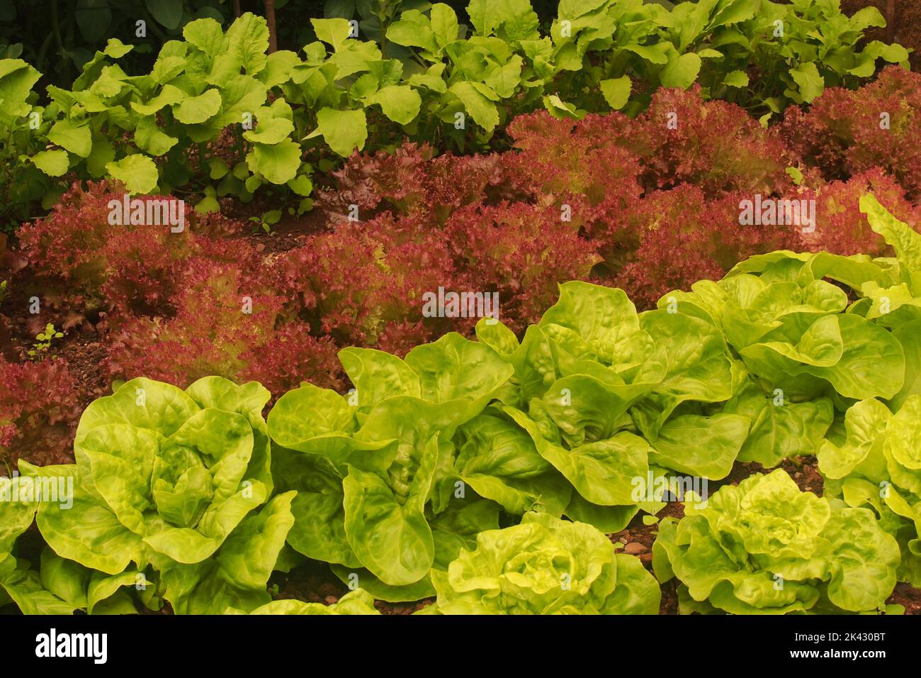 A close up view of rows of lettuce growing in a garden Stock Photo - Alamy