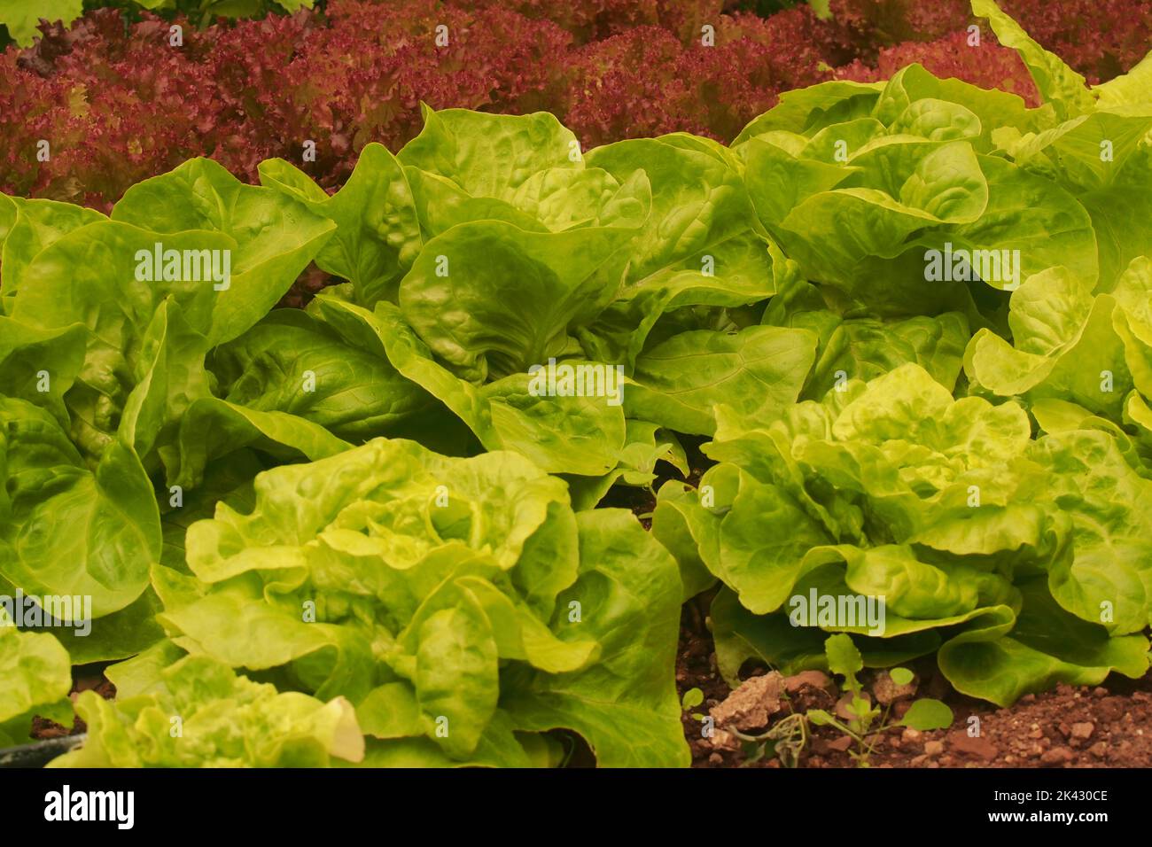 A close up view of rows of lettuce growing in a garden Stock Photo - Alamy