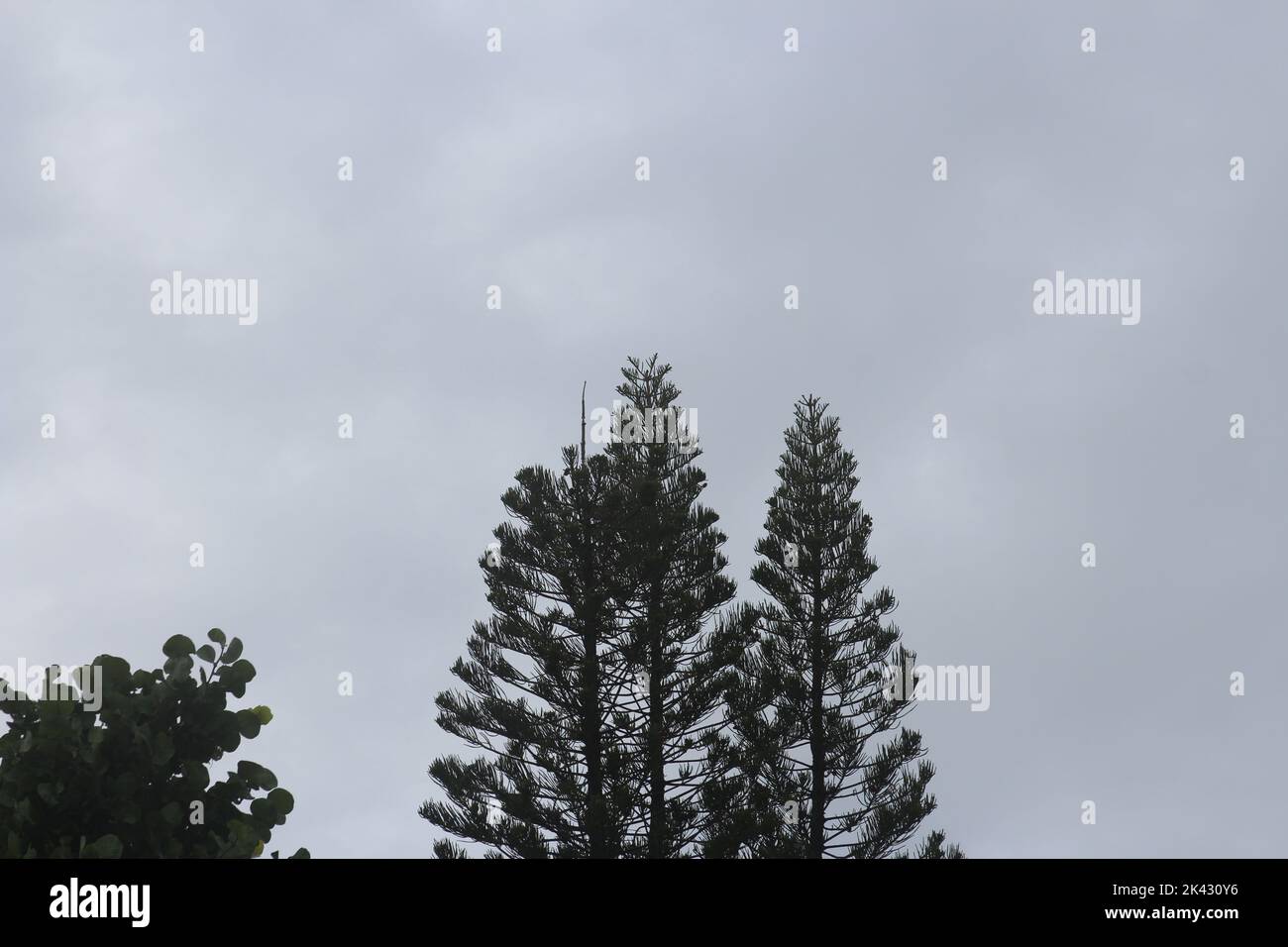 Tall wallpaper hi-res stock photography and images - Alamy