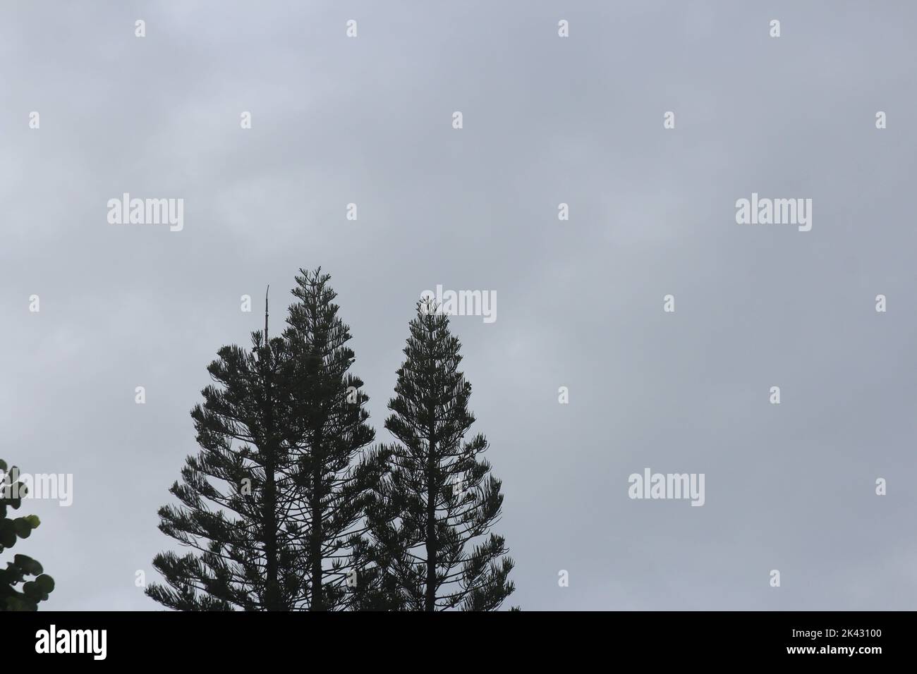 Tall wallpaper hi-res stock photography and images - Alamy