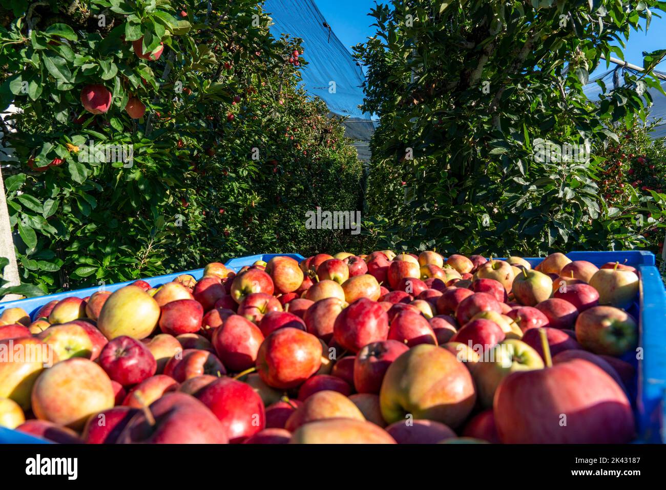 Apple growing area in the Adige Valley, South Tyrol, large areas under ...