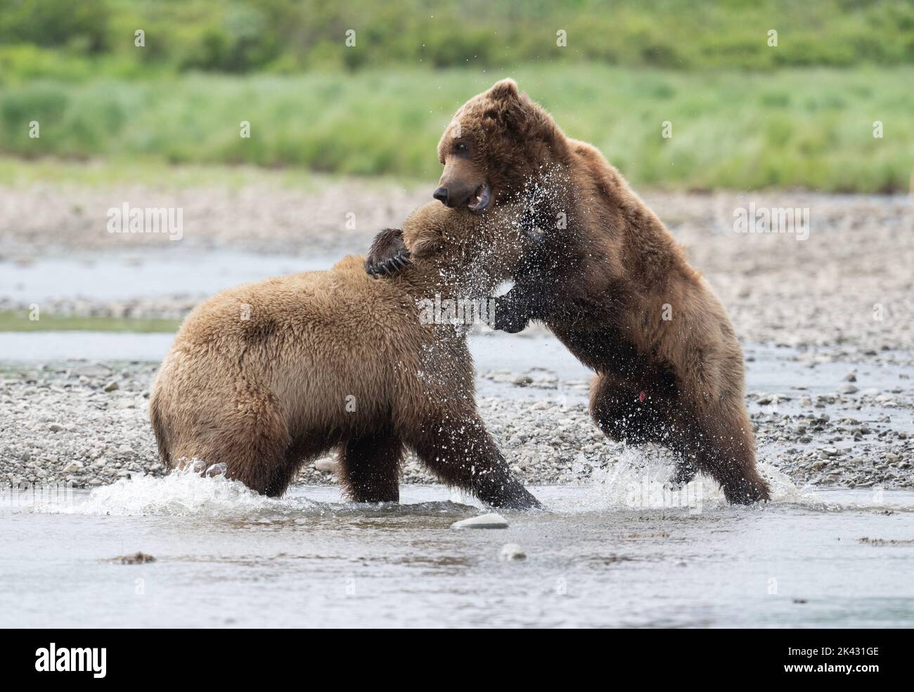 Alasan wildlife hi-res stock photography and images - Alamy