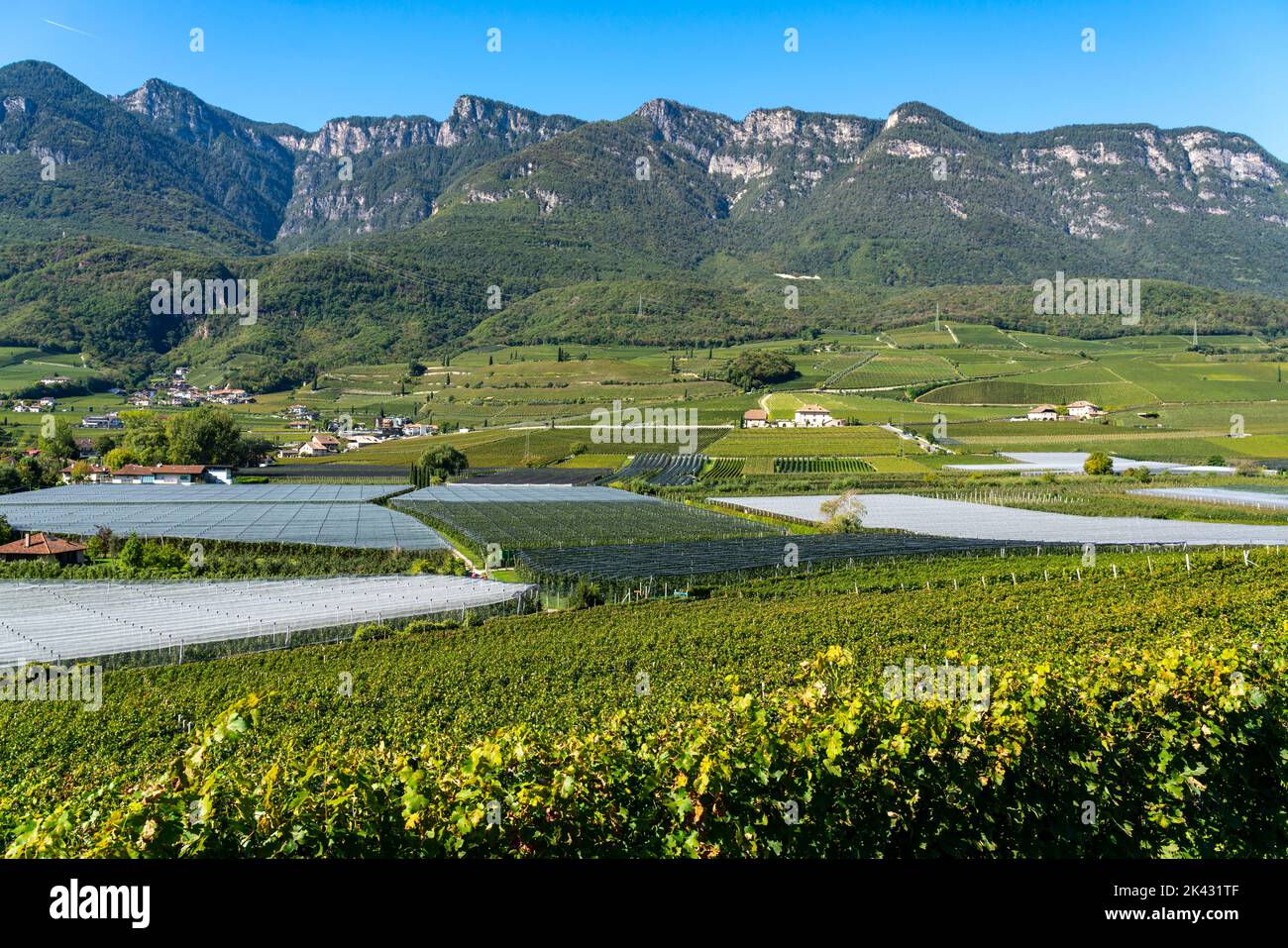 Apple growing area and wine growing, in the Adige Valley, South Tyrol ...