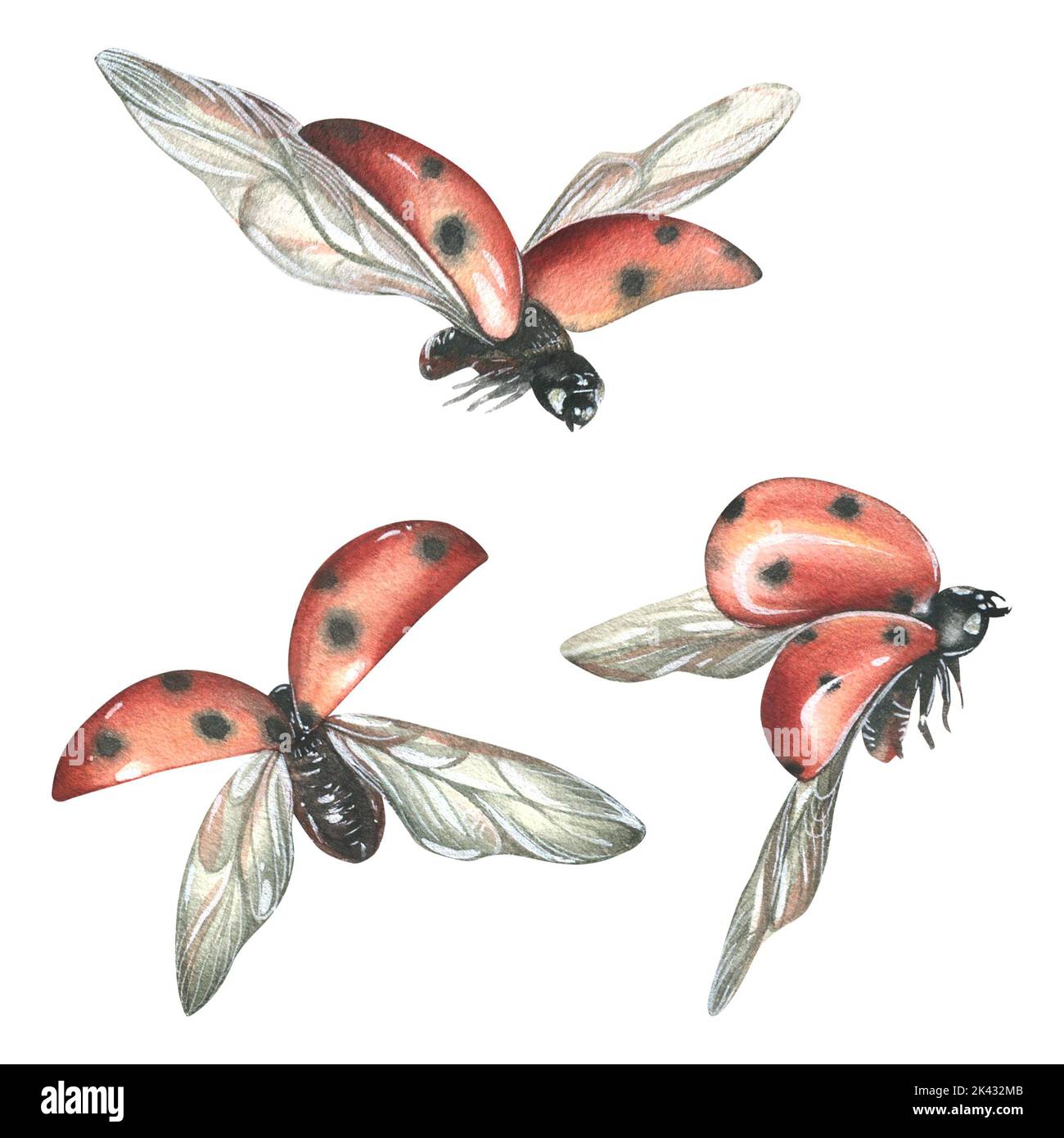 Three ladybugs in flight from different angles. Watercolor illustration ...