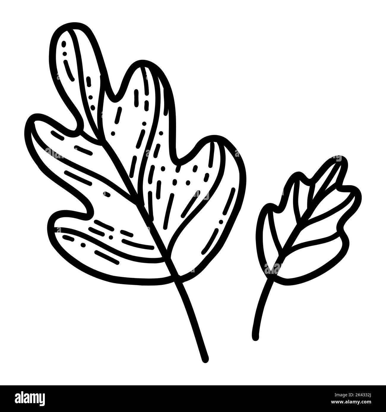 Simple Oak Leaf Outline