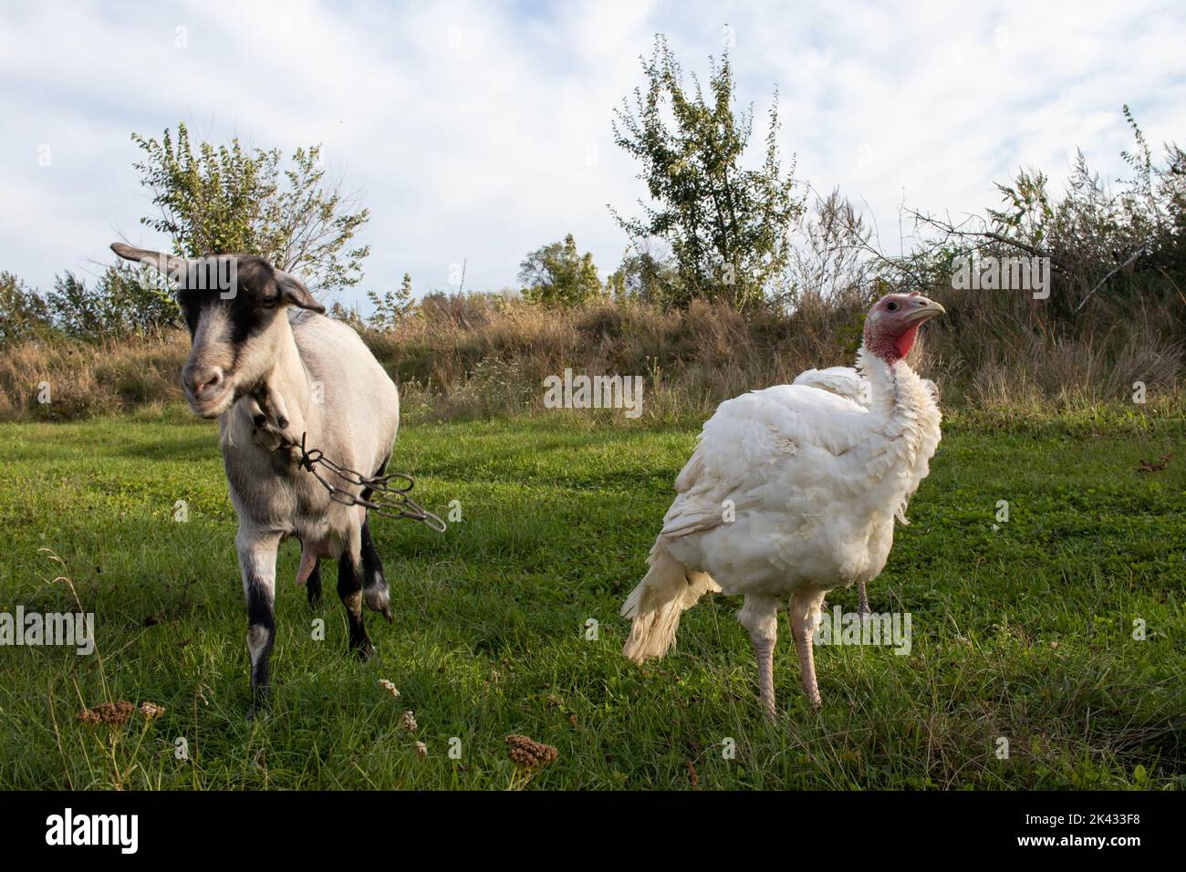 Farm animals turkey goat hi-res stock photography and images - Alamy