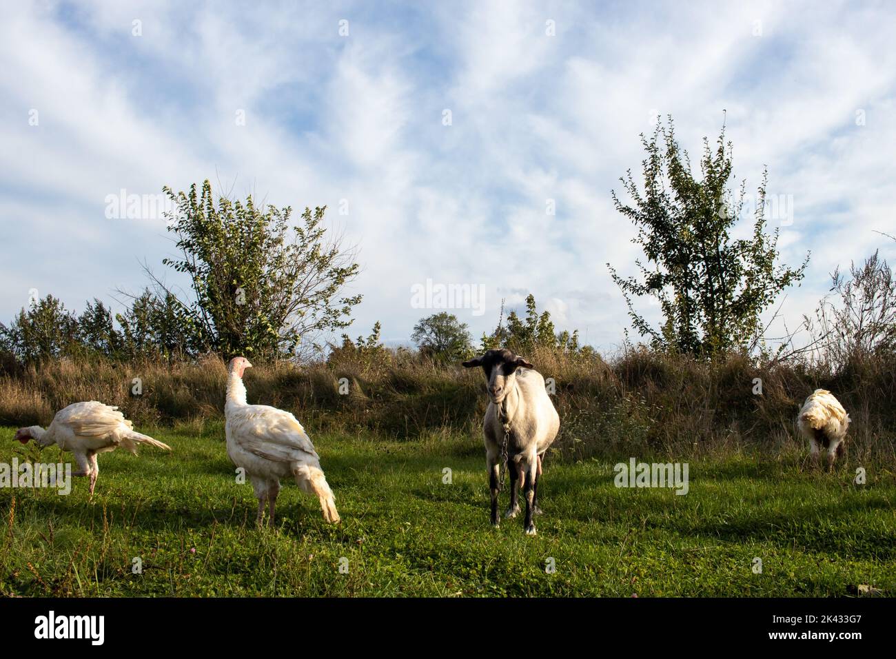 Rural countryside landscape whith broad breasted white domestic turkey ...