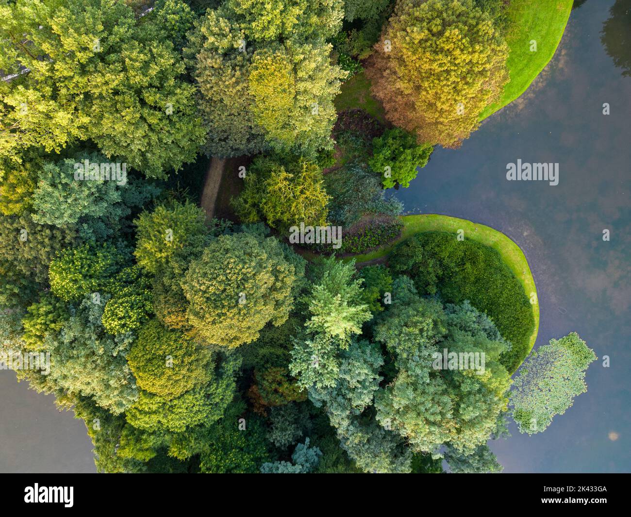 aerial top down view of a green forest, drone view, natural green ...