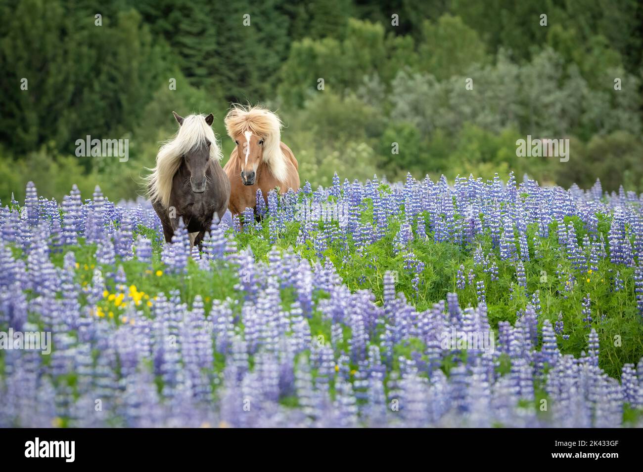 Two Icelandic horses running in a field of purple lupine with manes ...