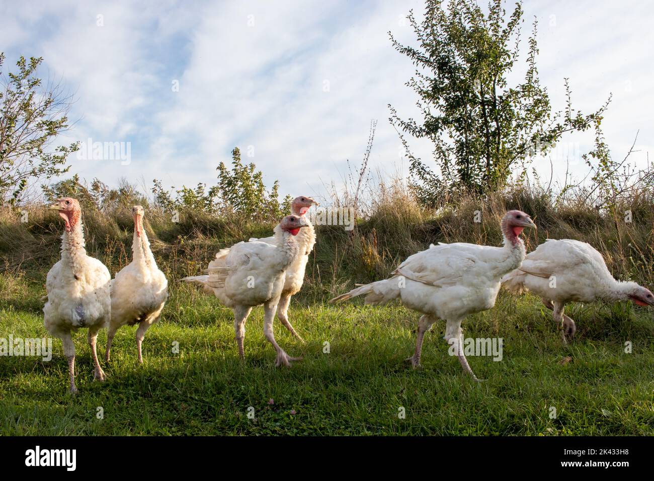 Rural countryside landscape whith broad breasted white domestic turkey ...