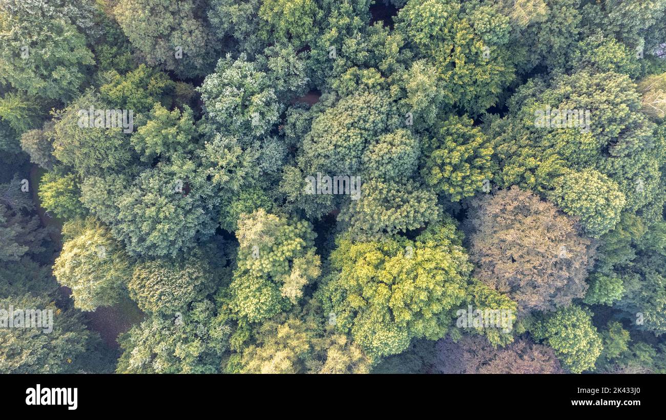 aerial top down view of a green forest, drone view, natural green ...