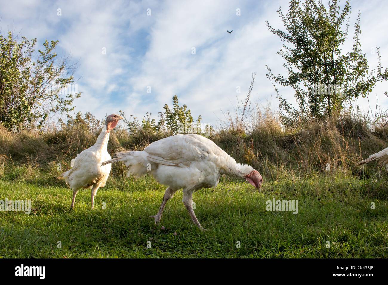 Rural countryside landscape whith broad breasted white domestic turkey ...