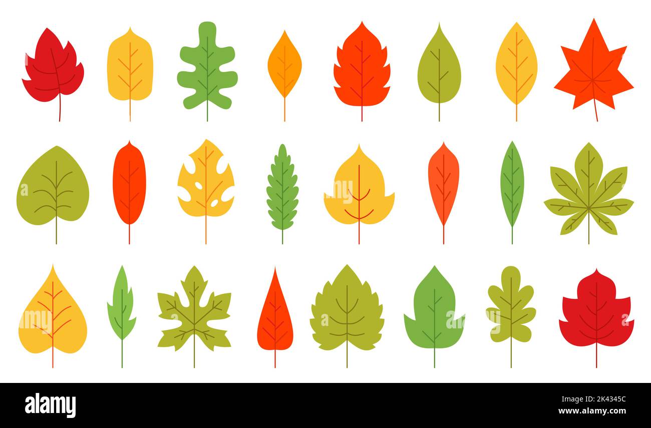 Vine maple tree leaves Stock Vector Images - Alamy