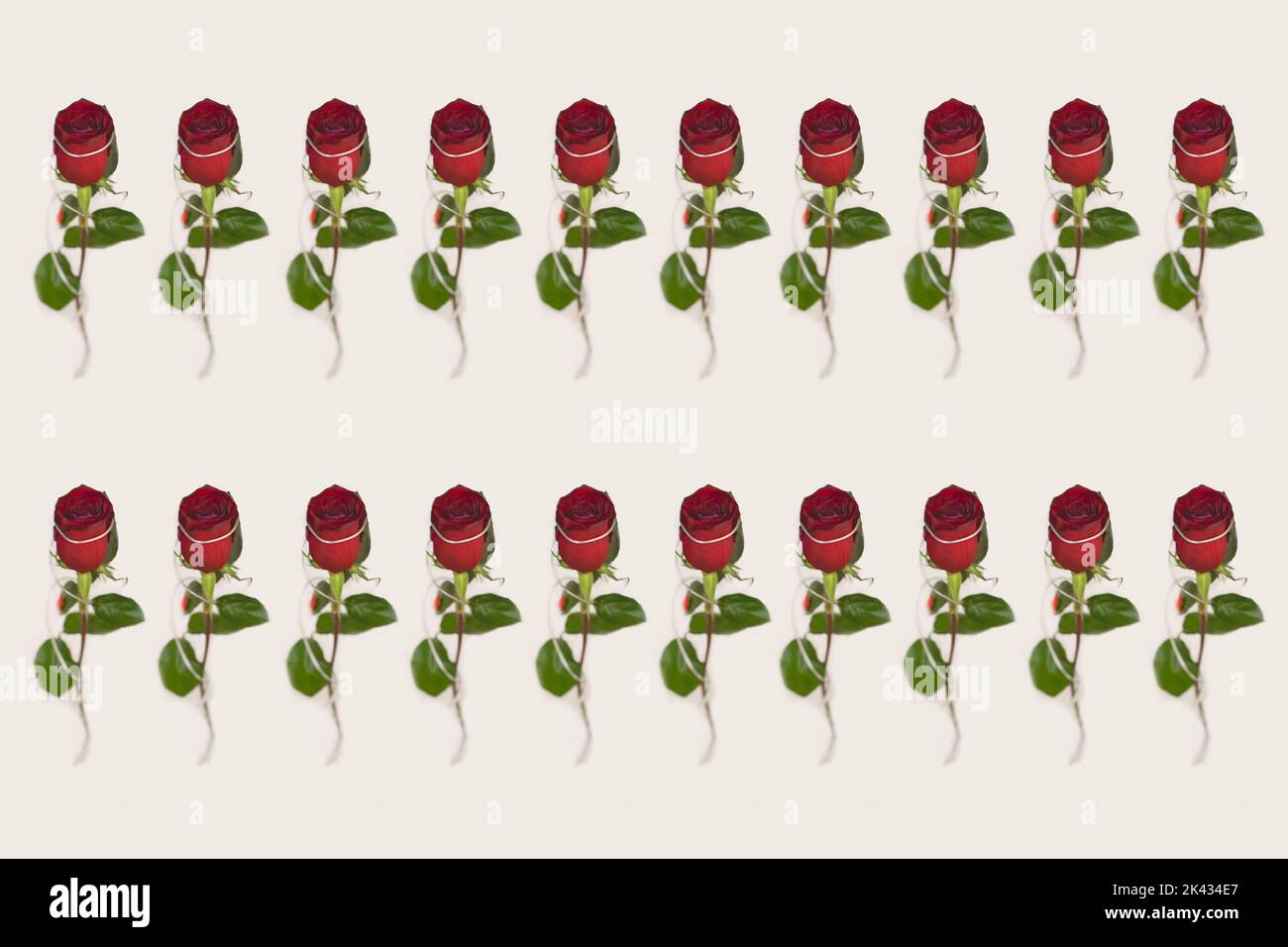 Red Rose pattern or backgound, love and passion. Rose flower. Rose Gift ...