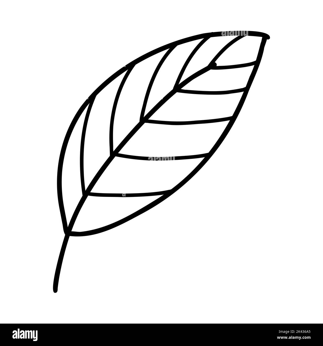 Linear leaves hi-res stock photography and images - Alamy