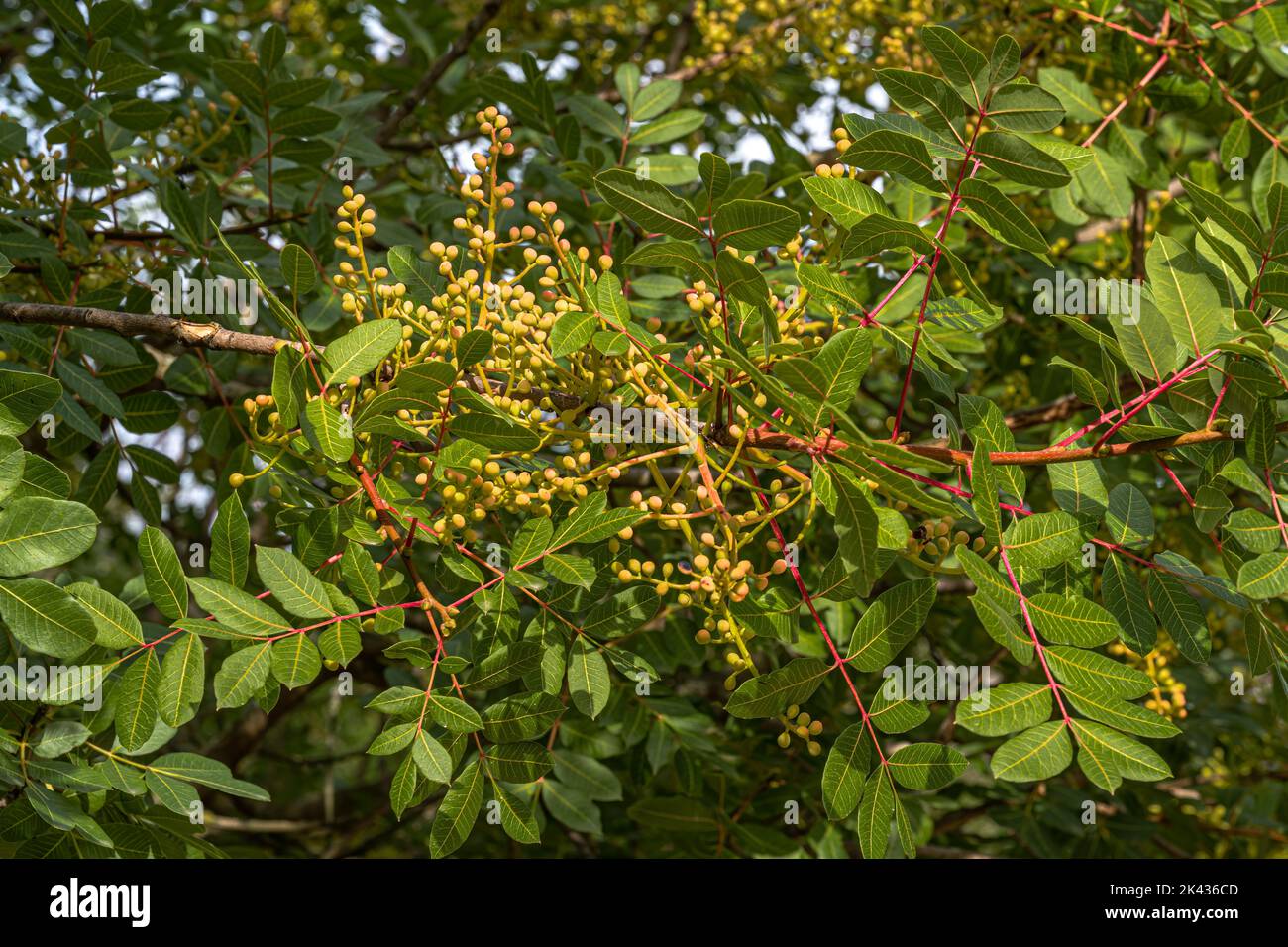 Terebinth tree hi-res stock photography and images - Alamy