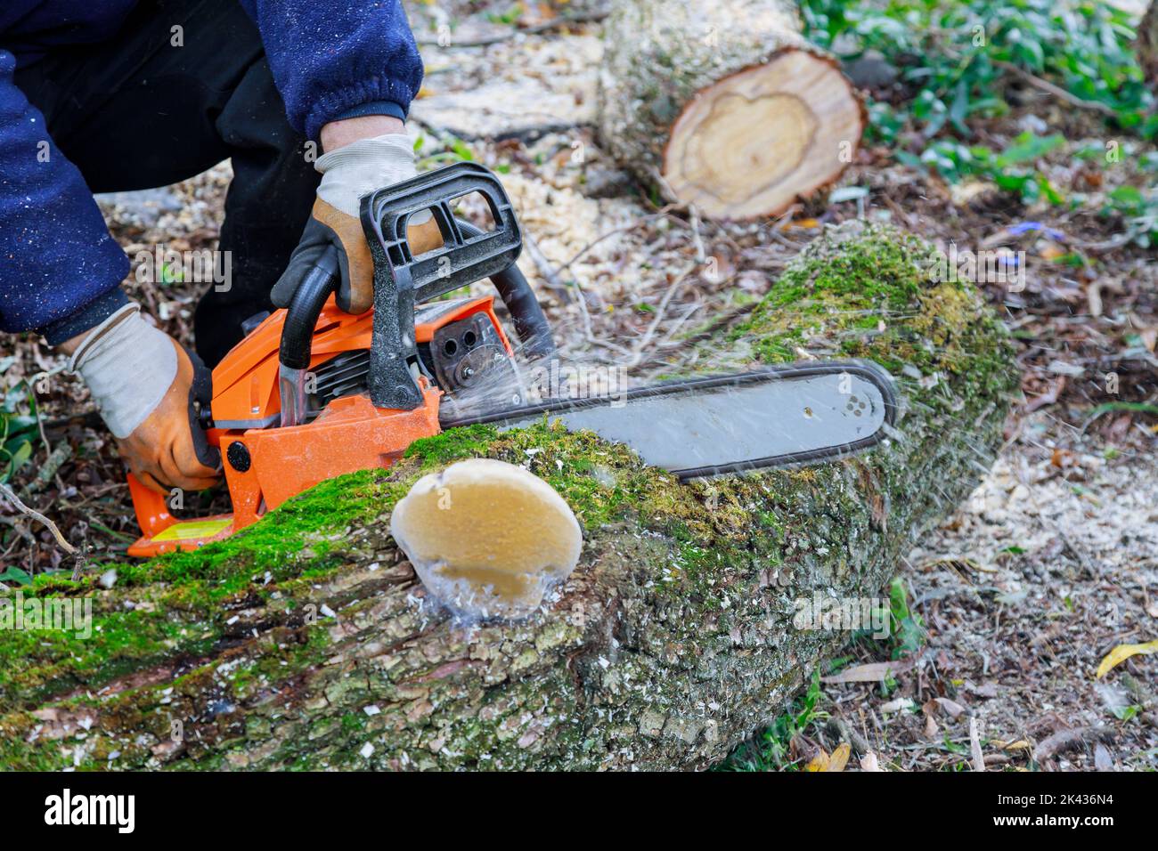 Pruning trees, what falling on the asphalt during a hurricane storm ...