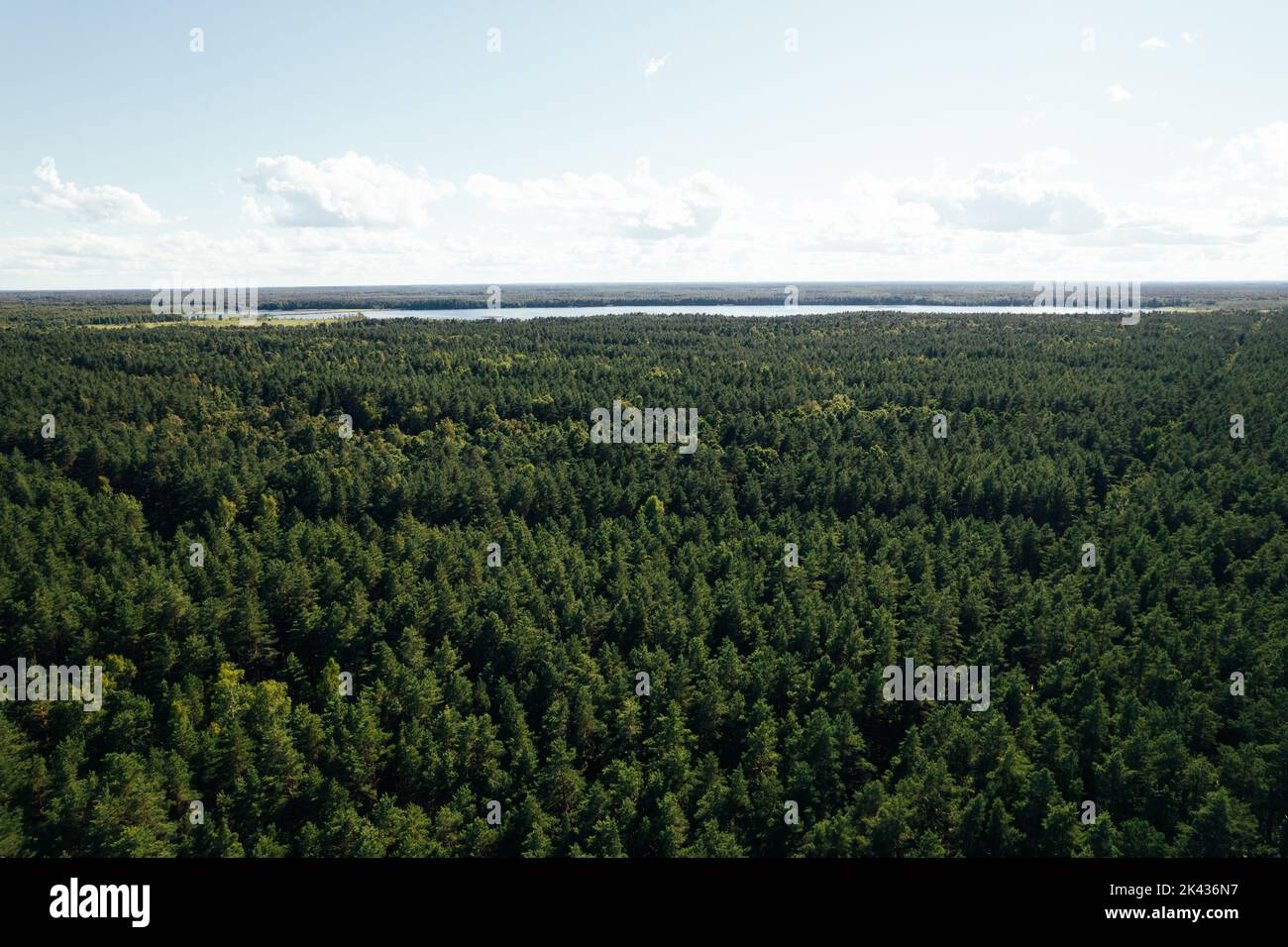 Drone aerial shot of green pine forests and spring birch groves with ...
