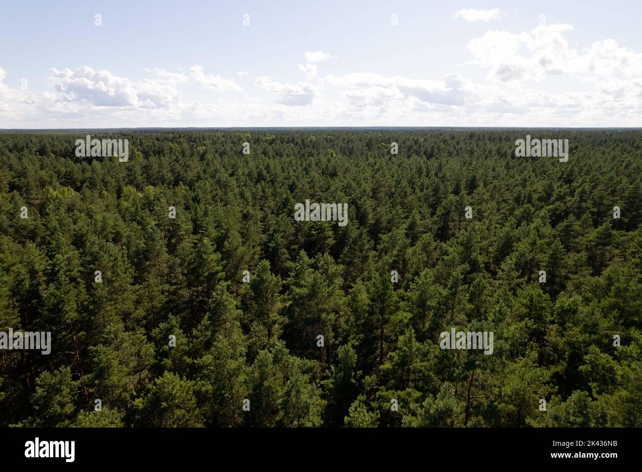 Drone aerial shot of green pine forests and spring birch groves with ...