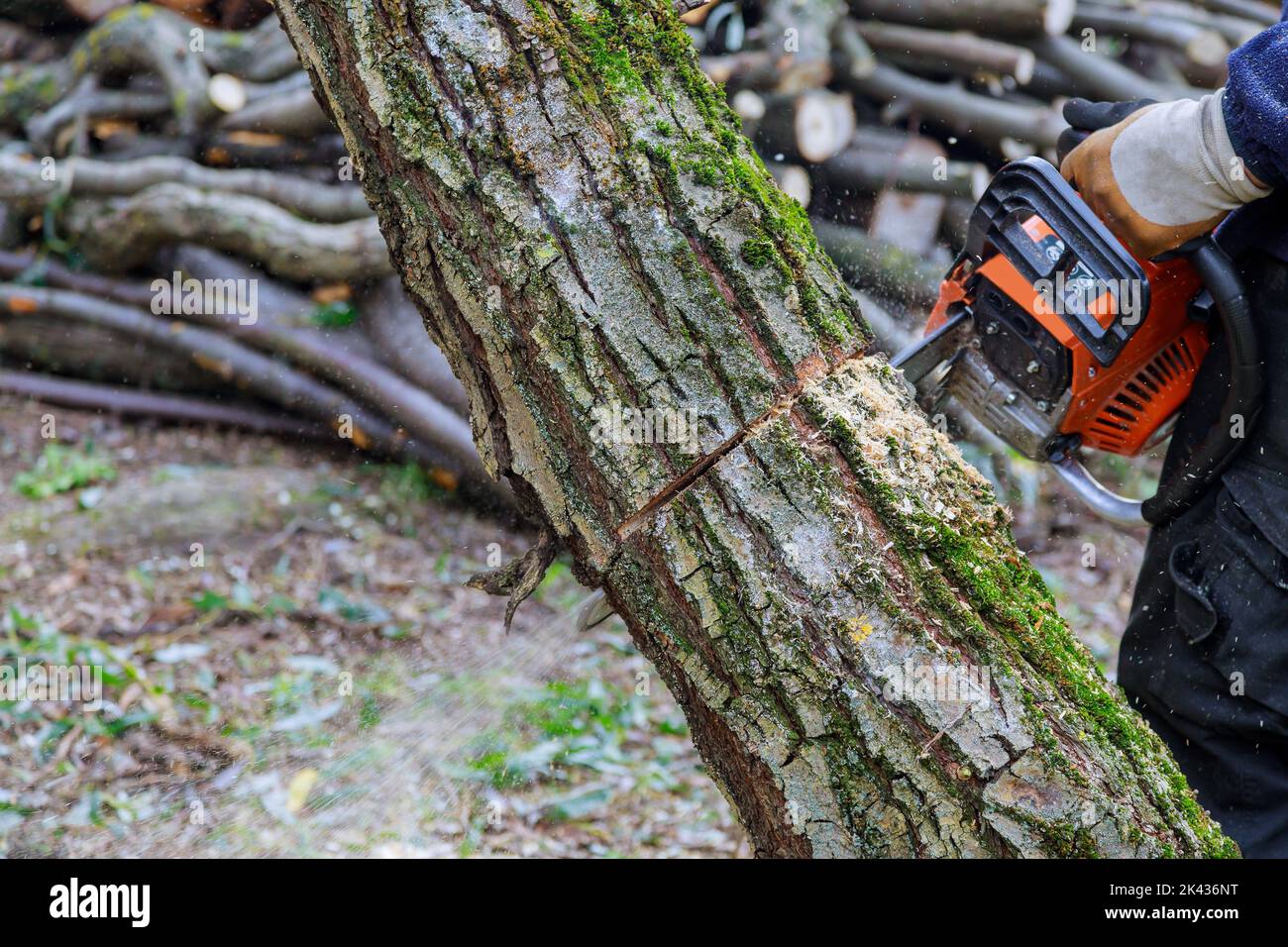 When a hurricane storm is underway, a worker with a chainsaw is sawing ...