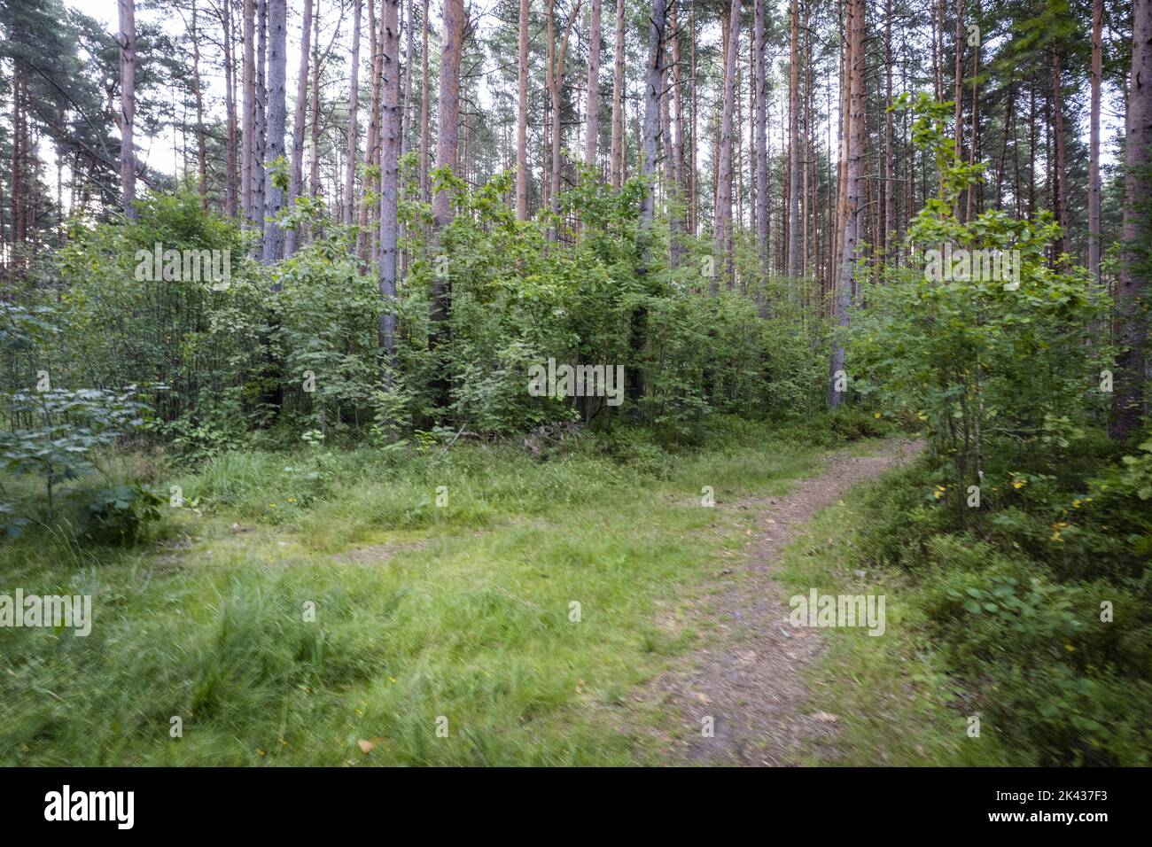 Drone aerial shot of green pine forests and spring birch groves with ...